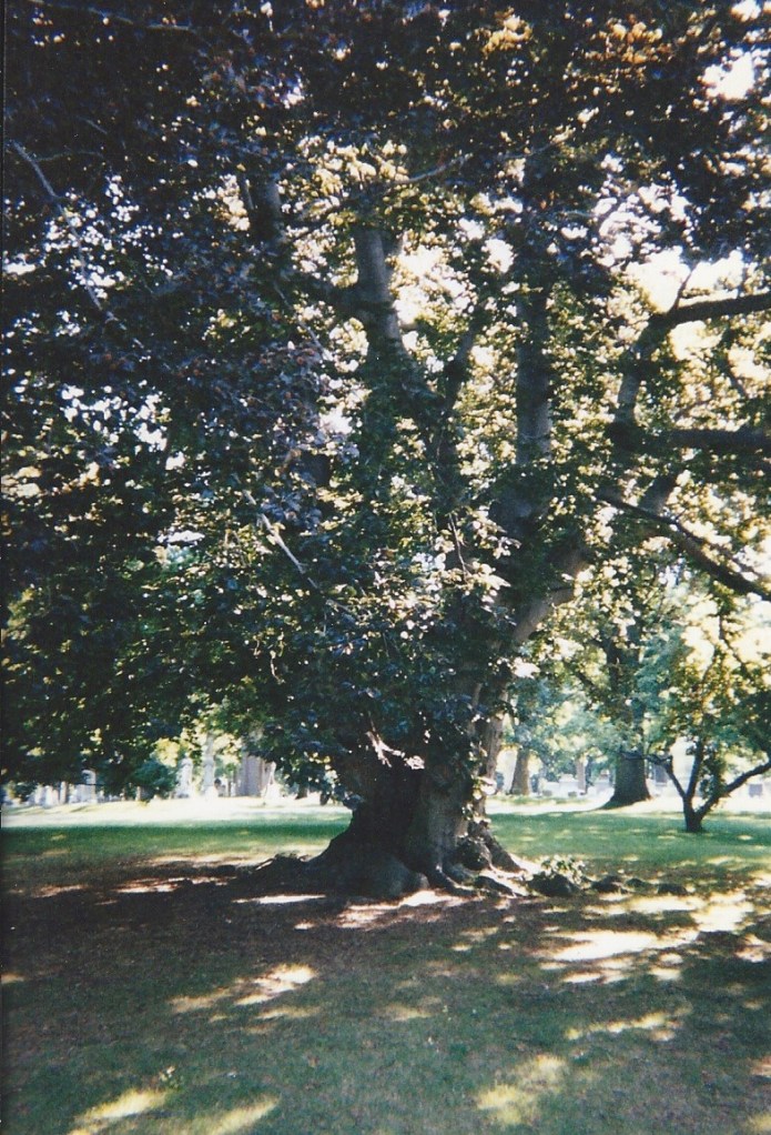 The Four Directions Tree | Finding Our Way Home