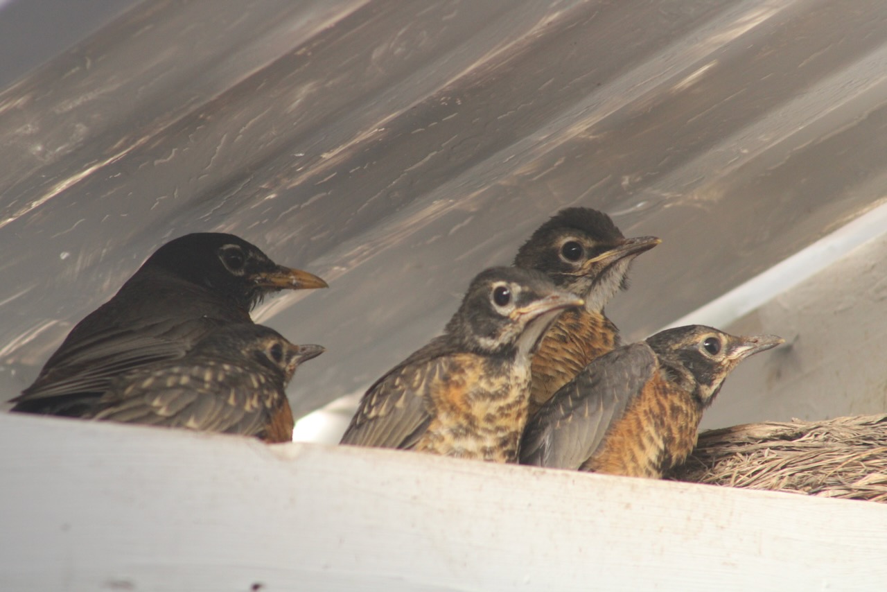 Solstice Fledging | Finding Our Way Home